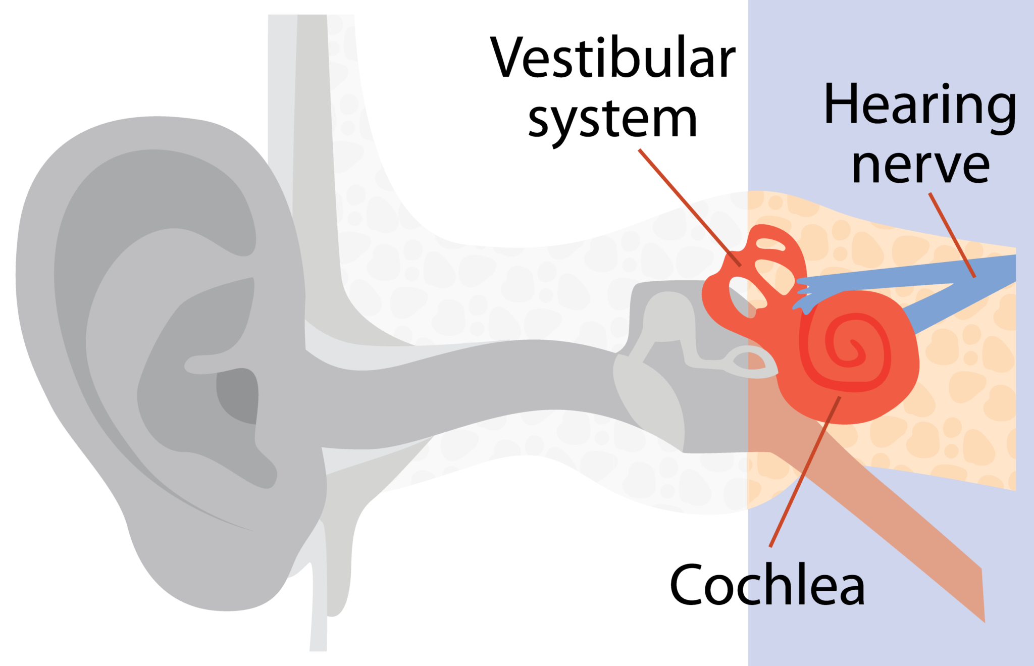 Introducing hearing – Training in Assistive Products