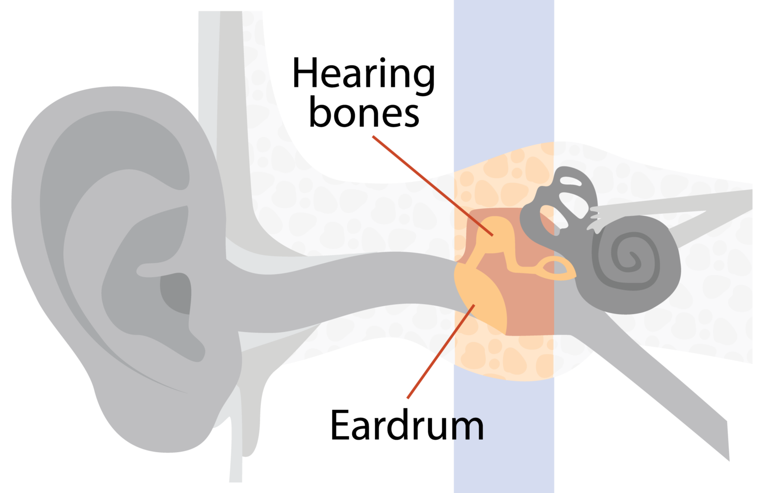 What healthy ears look like – Learning on TAP