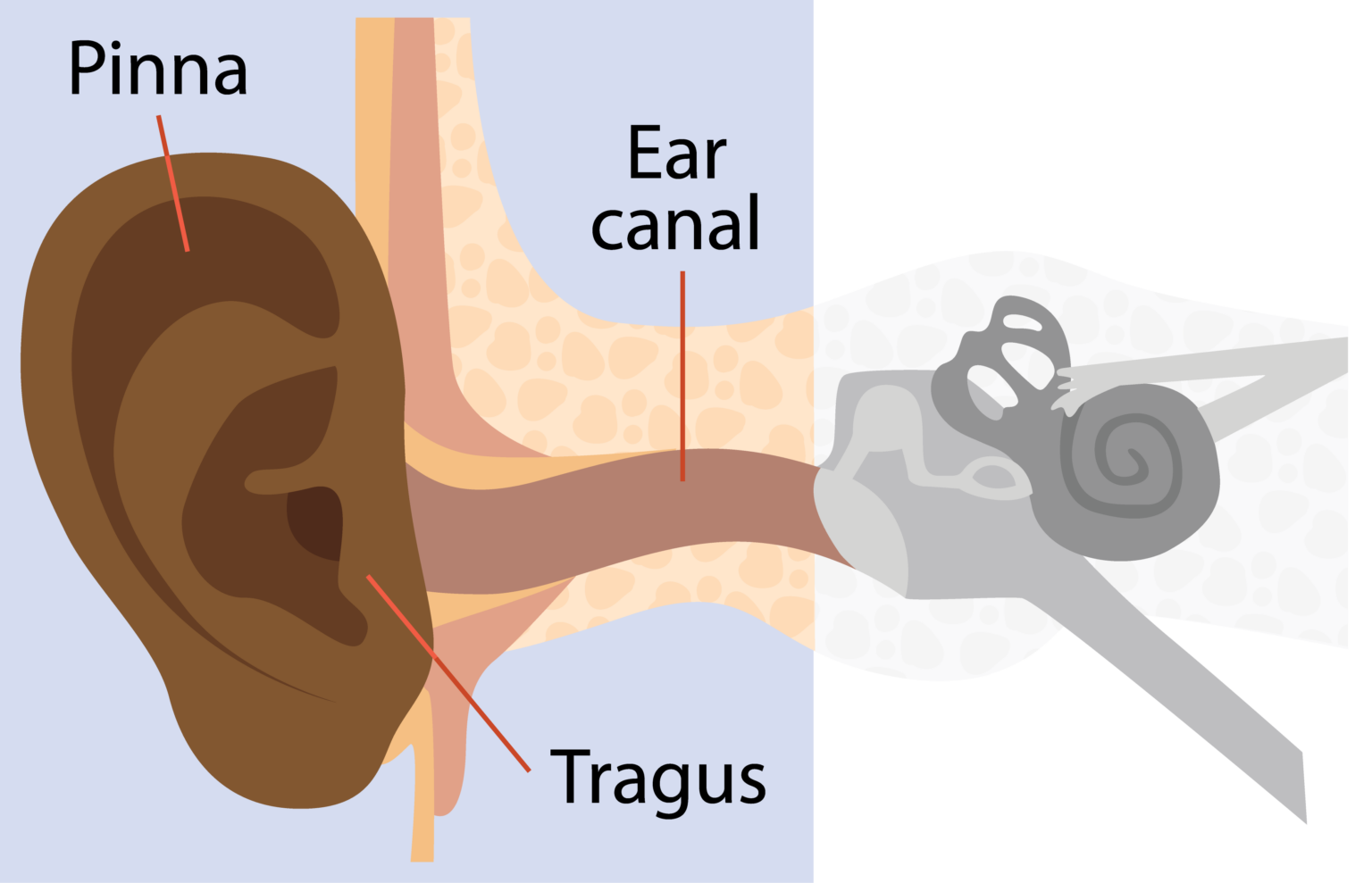 Introducing hearing – Learning on TAP