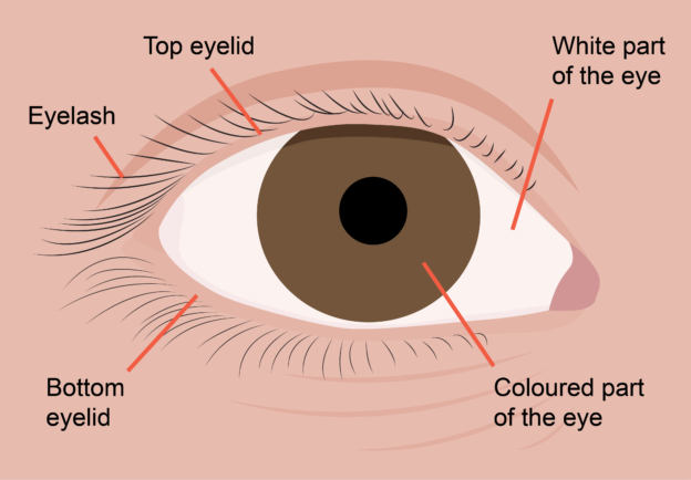 What healthy eyes look like – Learning on TAP